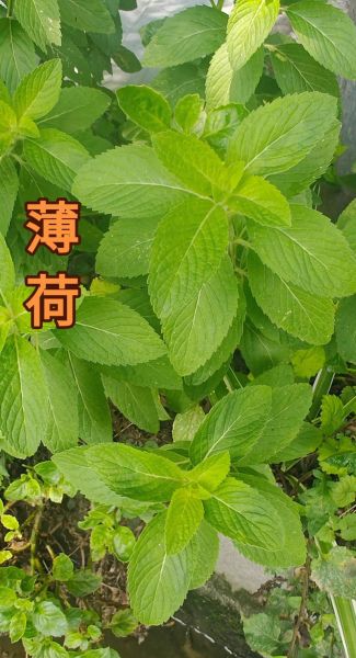 薄荷的功效与作用_薄荷能治什么病-第3张图片-山城妙识 薄荷的功效与作用_薄荷能治什么病-第3张图片-山城妙识