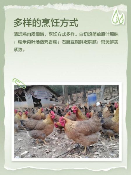 清远鸡多少钱一斤_正宗清远鸡价格-第3张图片-山城妙识 清远鸡多少钱一斤_正宗清远鸡价格-第3张图片-山城妙识