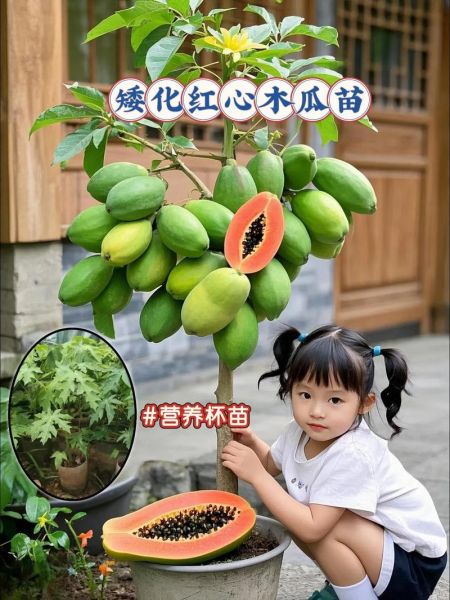 木瓜树几年开花结果_木瓜树多久结果-第1张图片-山城妙识 木瓜树几年开花结果_木瓜树多久结果-第1张图片-山城妙识