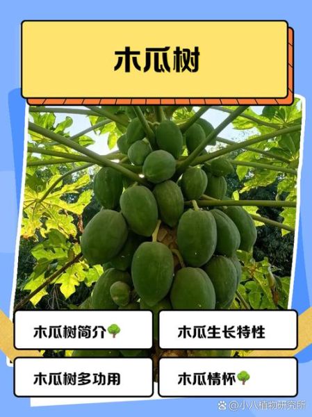 木瓜树几年开花结果_木瓜树多久结果-第2张图片-山城妙识 木瓜树几年开花结果_木瓜树多久结果-第2张图片-山城妙识