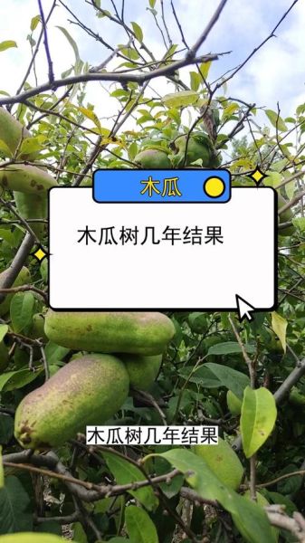 木瓜树几年开花结果_木瓜树多久结果-第3张图片-山城妙识 木瓜树几年开花结果_木瓜树多久结果-第3张图片-山城妙识
