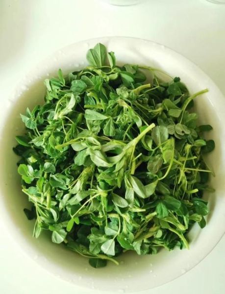 苜蓿怎么坐着吃_苜蓿坐着吃有什么好处-第1张图片-山城妙识 苜蓿怎么坐着吃_苜蓿坐着吃有什么好处-第1张图片-山城妙识