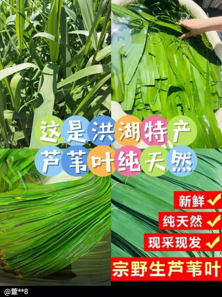 箬叶和芦苇叶哪个香_包粽子用哪种叶子更香-第1张图片-山城妙识 箬叶和芦苇叶哪个香_包粽子用哪种叶子更香-第1张图片-山城妙识