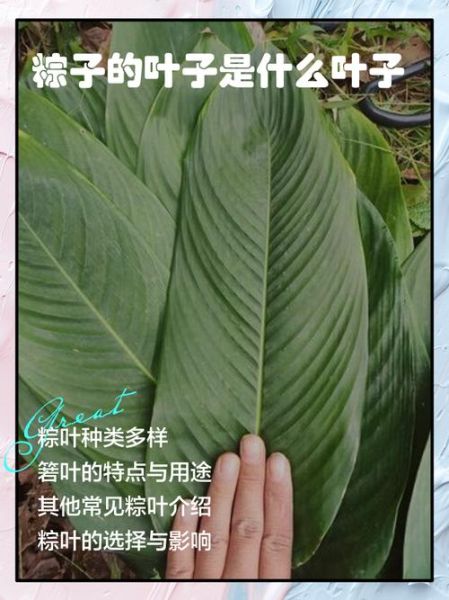 箬叶和芦苇叶哪个香_包粽子用哪种叶子更香-第3张图片-山城妙识 箬叶和芦苇叶哪个香_包粽子用哪种叶子更香-第3张图片-山城妙识