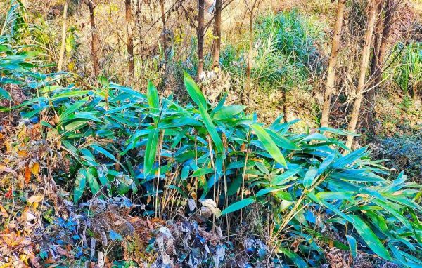 箬叶和芦苇叶哪个香_包粽子用哪种叶子更香-第2张图片-山城妙识 箬叶和芦苇叶哪个香_包粽子用哪种叶子更香-第2张图片-山城妙识