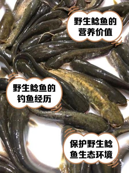 鲶鱼种类大全图解_鲶鱼怎么区分-第3张图片-山城妙识 鲶鱼种类大全图解_鲶鱼怎么区分-第3张图片-山城妙识
