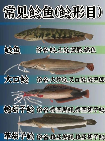 鲶鱼种类大全图解_鲶鱼怎么区分-第1张图片-山城妙识 鲶鱼种类大全图解_鲶鱼怎么区分-第1张图片-山城妙识