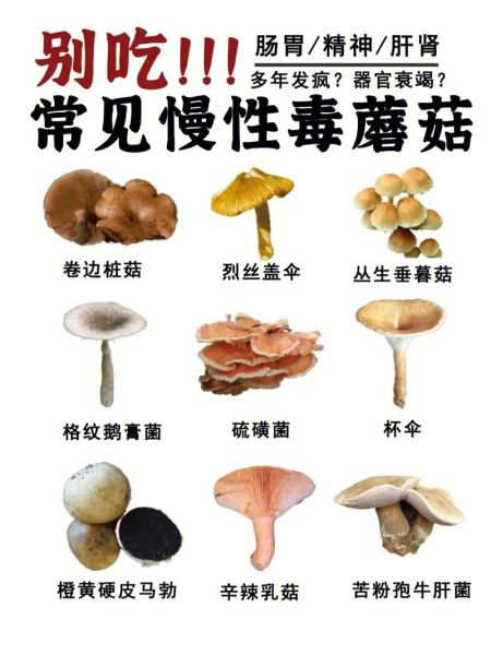 野生蘑菇种类大全_如何辨别有毒蘑菇-第2张图片-山城妙识 野生蘑菇种类大全_如何辨别有毒蘑菇-第2张图片-山城妙识