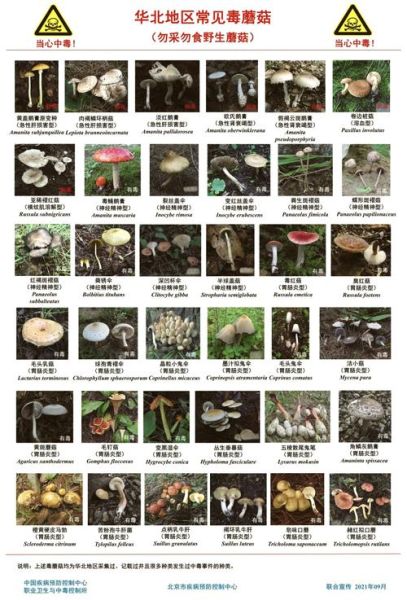 野生蘑菇种类大全_如何辨别有毒蘑菇-第3张图片-山城妙识 野生蘑菇种类大全_如何辨别有毒蘑菇-第3张图片-山城妙识