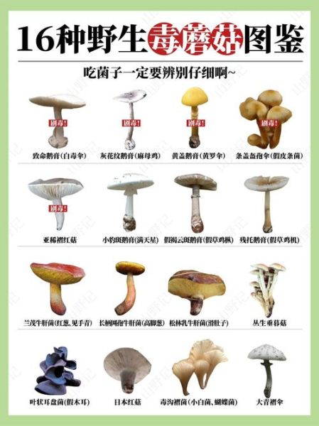 野生蘑菇种类大全_如何辨别有毒蘑菇-第1张图片-山城妙识 野生蘑菇种类大全_如何辨别有毒蘑菇-第1张图片-山城妙识