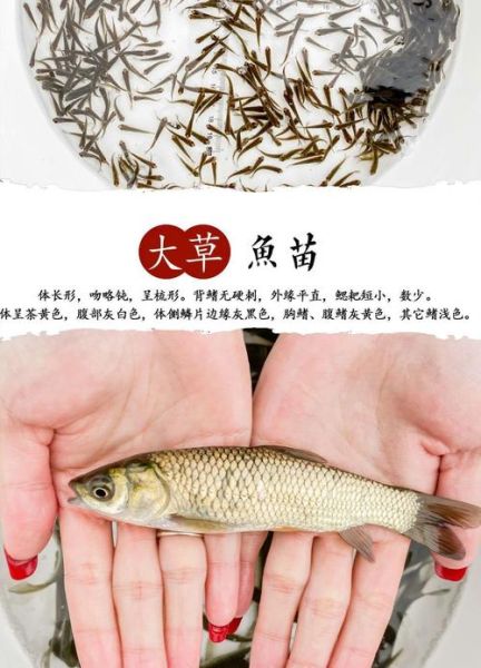 皖鱼刺多吗_皖鱼适合宝宝吃吗-第3张图片-山城妙识 皖鱼刺多吗_皖鱼适合宝宝吃吗-第3张图片-山城妙识