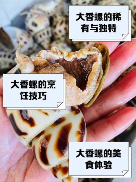 香螺怎么清洗_香螺怎么吃才安全-第3张图片-山城妙识 香螺怎么清洗_香螺怎么吃才安全-第3张图片-山城妙识
