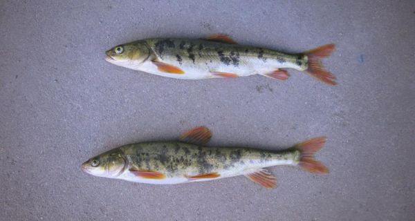 青海湟鱼是什么鱼_青海湟鱼多少钱一斤-第1张图片-山城妙识 青海湟鱼是什么鱼_青海湟鱼多少钱一斤-第1张图片-山城妙识