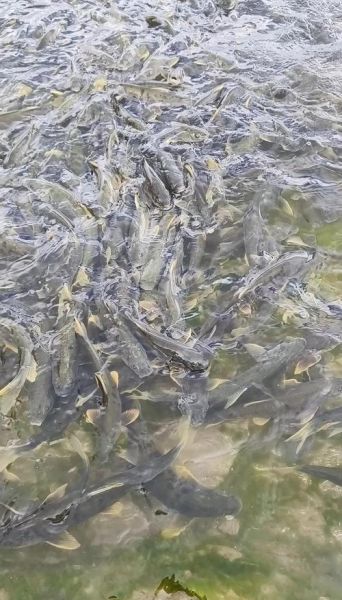 青海湟鱼是什么鱼_青海湟鱼多少钱一斤-第3张图片-山城妙识 青海湟鱼是什么鱼_青海湟鱼多少钱一斤-第3张图片-山城妙识