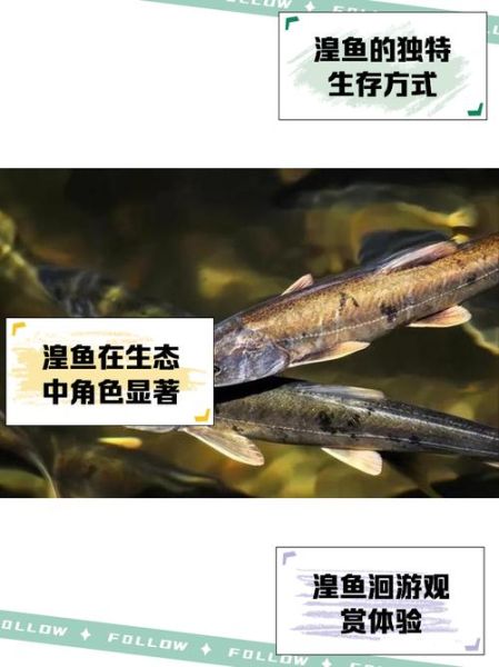 青海湟鱼是什么鱼_青海湟鱼多少钱一斤-第2张图片-山城妙识 青海湟鱼是什么鱼_青海湟鱼多少钱一斤-第2张图片-山城妙识