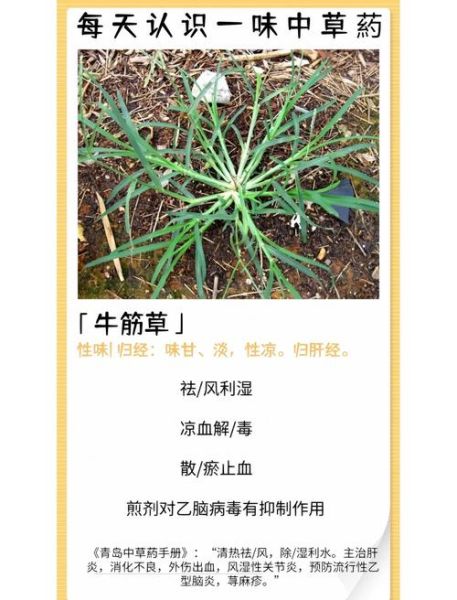 牛筋草治什么病最好_牛筋草的功效与作用-第2张图片-山城妙识 牛筋草治什么病最好_牛筋草的功效与作用-第2张图片-山城妙识