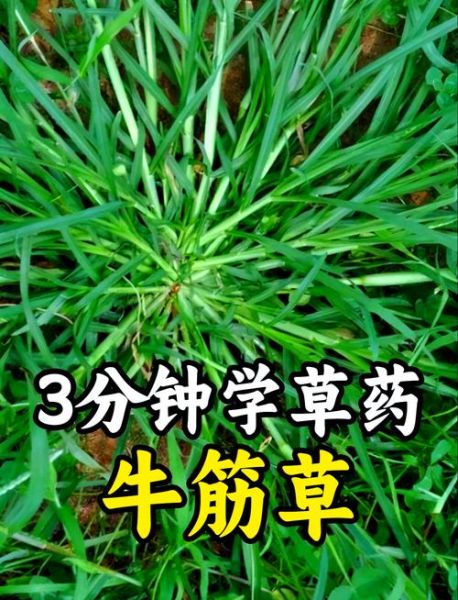 牛筋草治什么病最好_牛筋草的功效与作用-第1张图片-山城妙识 牛筋草治什么病最好_牛筋草的功效与作用-第1张图片-山城妙识