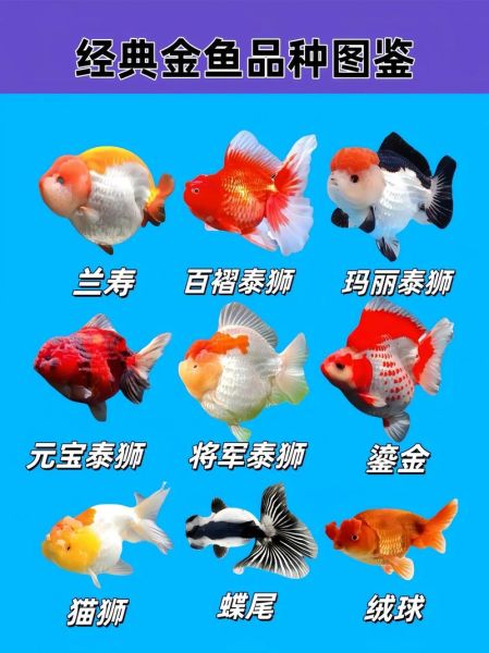 金鱼有哪些常见品种_如何区分不同种类-第2张图片-山城妙识 金鱼有哪些常见品种_如何区分不同种类-第2张图片-山城妙识