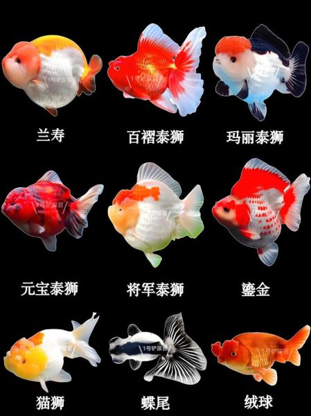 金鱼有哪些常见品种_如何区分不同种类-第1张图片-山城妙识 金鱼有哪些常见品种_如何区分不同种类-第1张图片-山城妙识