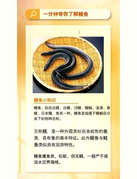 鳗鱼的营养价值与功效_孕妇能吃吗-第1张图片-山城妙识 鳗鱼的营养价值与功效_孕妇能吃吗-第1张图片-山城妙识