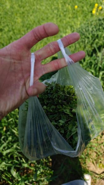 袋装山野菜怎么保存_袋装山野菜的做法大全-第2张图片-山城妙识