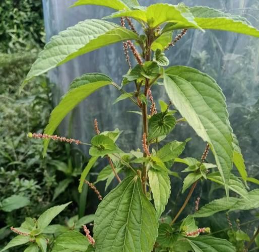 铁苋菜图片长什么样_铁苋菜怎么吃才好吃-第1张图片-山城妙识 铁苋菜图片长什么样_铁苋菜怎么吃才好吃-第1张图片-山城妙识