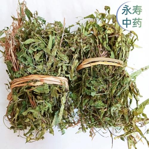 铁苋菜图片长什么样_铁苋菜怎么吃才好吃-第3张图片-山城妙识 铁苋菜图片长什么样_铁苋菜怎么吃才好吃-第3张图片-山城妙识