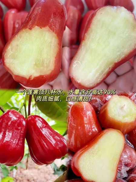 莲雾含水量是多少_吃一个等于喝几杯水-第2张图片-山城妙识 莲雾含水量是多少_吃一个等于喝几杯水-第2张图片-山城妙识