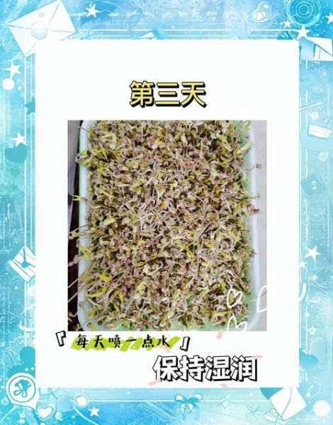 种豆芽的步骤_家庭无土栽培方法-第3张图片-山城妙识 种豆芽的步骤_家庭无土栽培方法-第3张图片-山城妙识