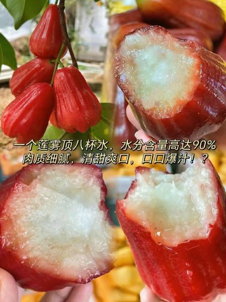 莲雾含水量是多少_吃一个等于喝几杯水-第3张图片-山城妙识 莲雾含水量是多少_吃一个等于喝几杯水-第3张图片-山城妙识