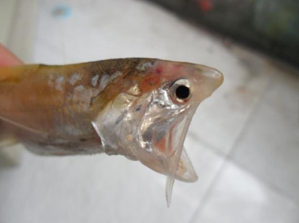 鲚怎么读_鲚鱼是什么鱼-第1张图片-山城妙识 鲚怎么读_鲚鱼是什么鱼-第1张图片-山城妙识