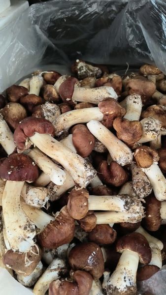 鲜松蘑怎么做好吃_鲜松蘑的家常做法大全-第1张图片-山城妙识 鲜松蘑怎么做好吃_鲜松蘑的家常做法大全-第1张图片-山城妙识