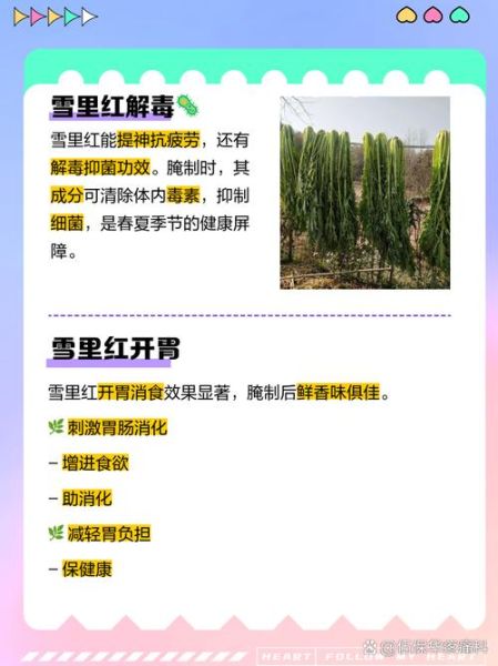 雪里红不能和什么一起吃_雪里红禁忌人群有哪些-第2张图片-山城妙识 雪里红不能和什么一起吃_雪里红禁忌人群有哪些-第2张图片-山城妙识