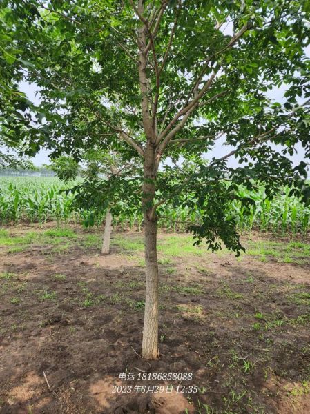 黄菠萝树是什么树_黄菠萝树怎么养-第3张图片-山城妙识