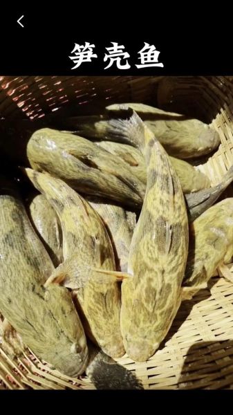 笋壳鱼怎么做好吃_笋壳鱼多少钱一斤-第3张图片-山城妙识