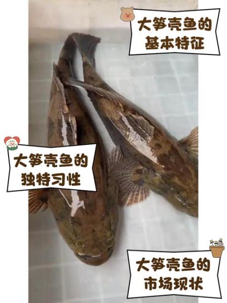 笋壳鱼怎么做好吃_笋壳鱼多少钱一斤-第2张图片-山城妙识