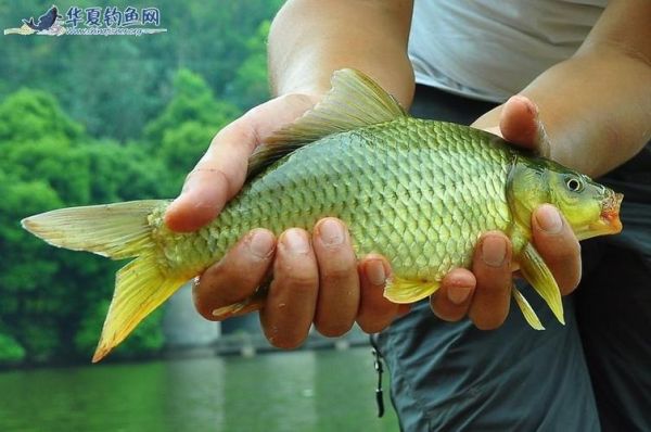 鲫鱼读音是什么_鲫鱼怎么读才标准-第3张图片-山城妙识