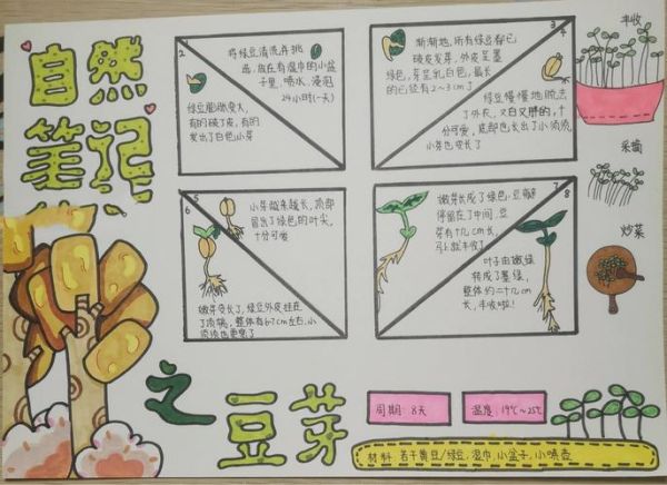 黄豆芽怎么种_四年级观察日记怎么写-第1张图片-山城妙识