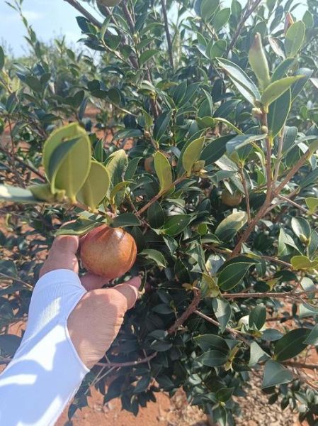 油茶籽收购价格多少钱一斤_油茶籽收购价格行情-第1张图片-山城妙识 油茶籽收购价格多少钱一斤_油茶籽收购价格行情-第1张图片-山城妙识