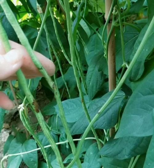 豆角电影网站怎么样_豆角电影安全吗-第1张图片-山城妙识 豆角电影网站怎么样_豆角电影安全吗-第1张图片-山城妙识