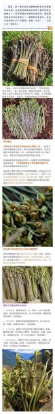 蕨菜致癌是真的吗_蕨菜抗癌有科学依据吗-第1张图片-山城妙识 蕨菜致癌是真的吗_蕨菜抗癌有科学依据吗-第1张图片-山城妙识