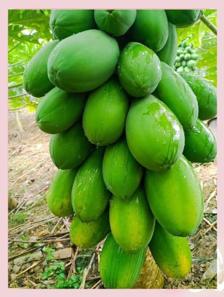 青木瓜的功效与作用及禁忌_青木瓜怎么吃最好-第1张图片-山城妙识 青木瓜的功效与作用及禁忌_青木瓜怎么吃最好-第1张图片-山城妙识