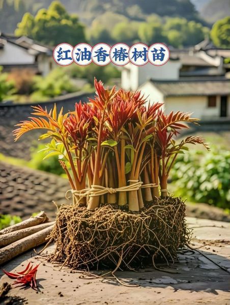 香椿什么时候种_香椿怎么种才高产-第3张图片-山城妙识 香椿什么时候种_香椿怎么种才高产-第3张图片-山城妙识