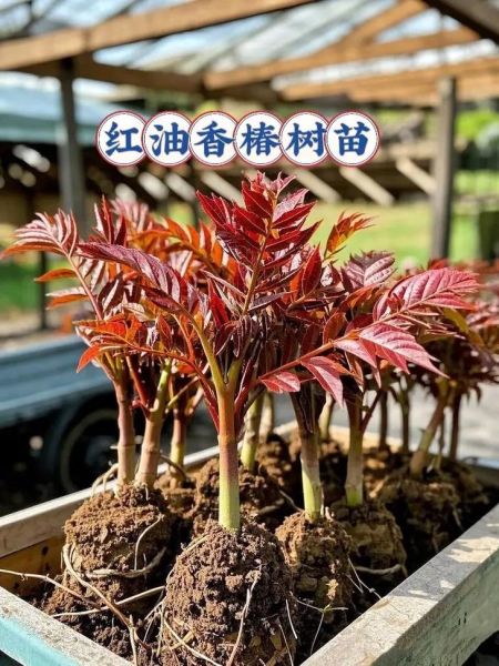 香椿什么时候种_香椿怎么种才高产-第1张图片-山城妙识 香椿什么时候种_香椿怎么种才高产-第1张图片-山城妙识