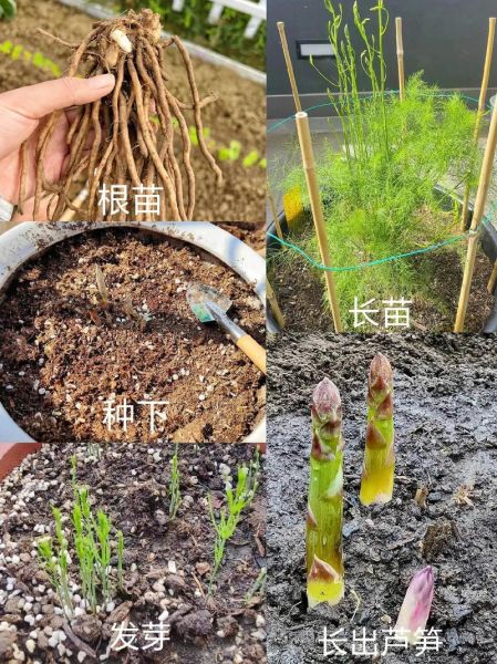 芦笋价格多少钱一斤_2024年最新行情-第2张图片-山城妙识 芦笋价格多少钱一斤_2024年最新行情-第2张图片-山城妙识
