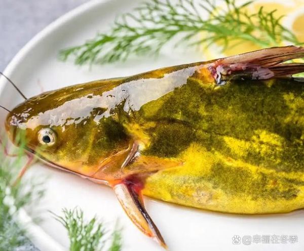 黄辣丁营养价值及功效_孕妇能吃吗-第3张图片-山城妙识 黄辣丁营养价值及功效_孕妇能吃吗-第3张图片-山城妙识