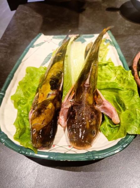 黄辣丁营养价值及功效_孕妇能吃吗-第2张图片-山城妙识 黄辣丁营养价值及功效_孕妇能吃吗-第2张图片-山城妙识