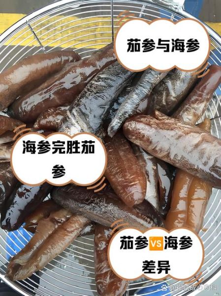 海参和海茄子的区别图_哪个营养价值更高-第3张图片-山城妙识 海参和海茄子的区别图_哪个营养价值更高-第3张图片-山城妙识