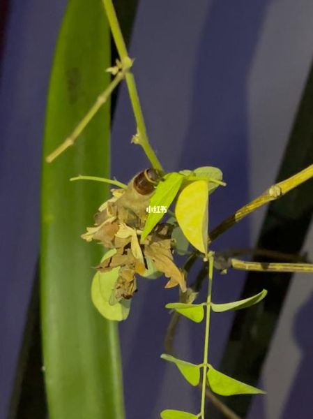 蓑衣虫是什么_蓑衣虫怎么防治-第2张图片-山城妙识