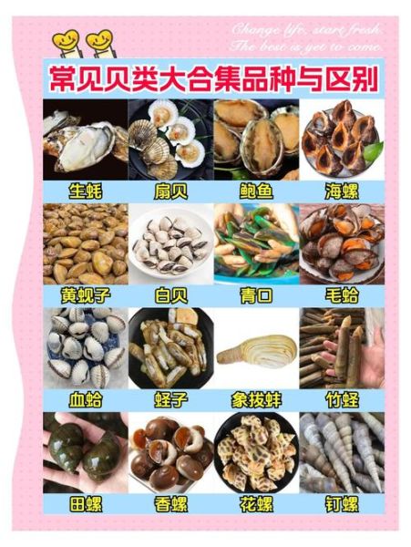 贝类大全名称_常见贝类有哪些-第2张图片-山城妙识